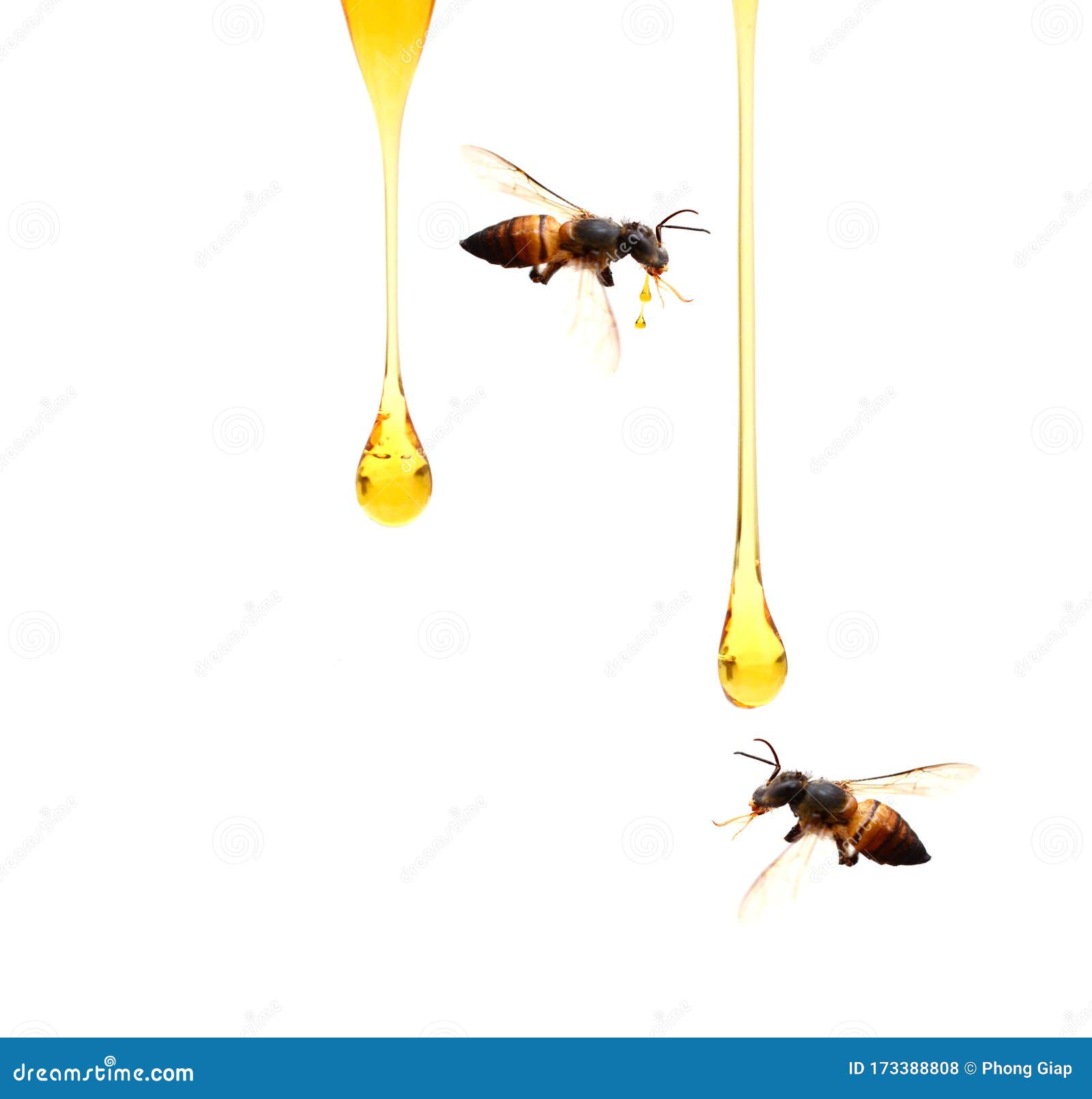 Drop of honey. stock photo. Image of gold, brown, closeup - 173388808