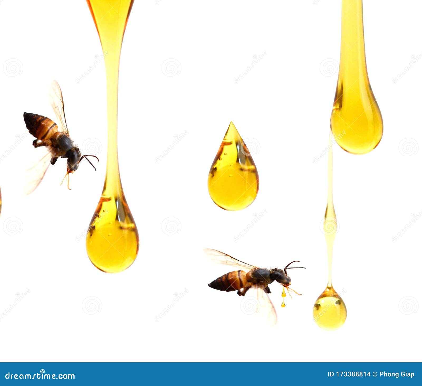 Drop of honey. stock photo. Image of isolated, drop - 173388814
