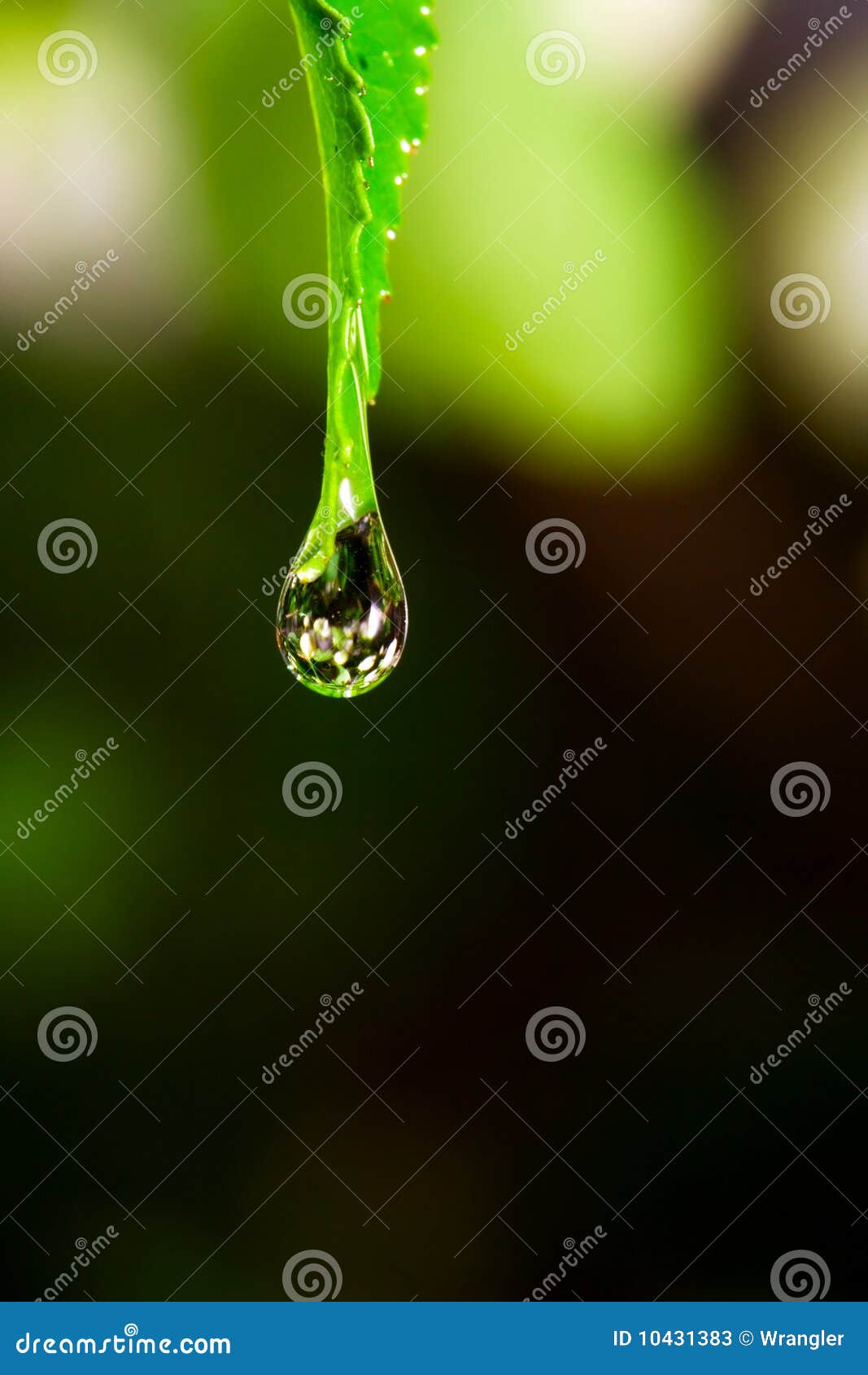 Drop on the leaf. stock image. Image of background, drop - 10431383