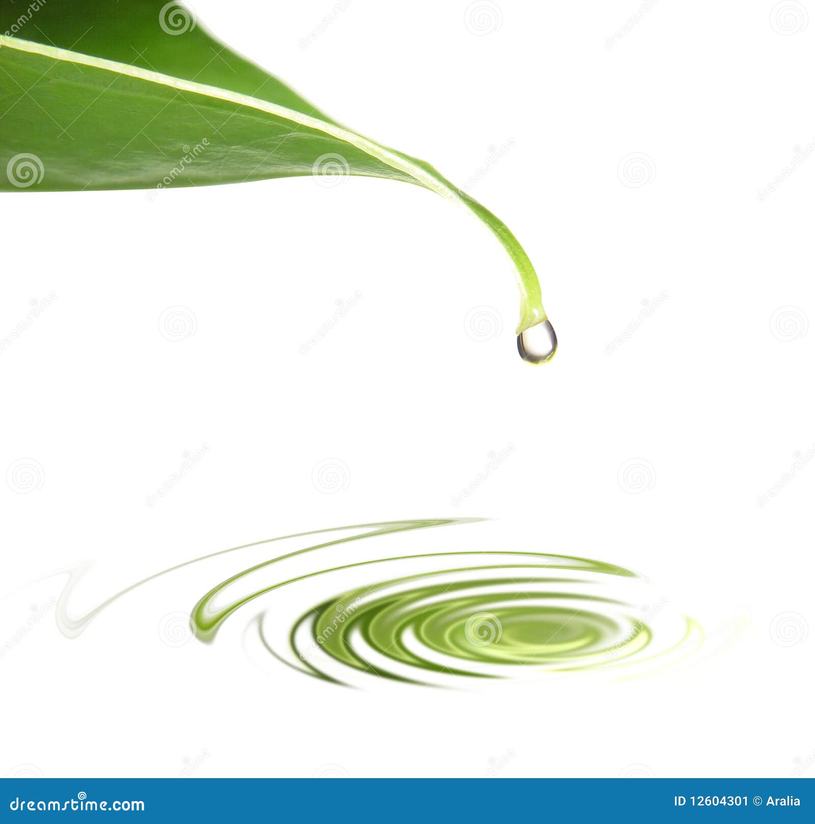 Drop on leaf stock image. Image of fresh, growth, leaf - 12604301