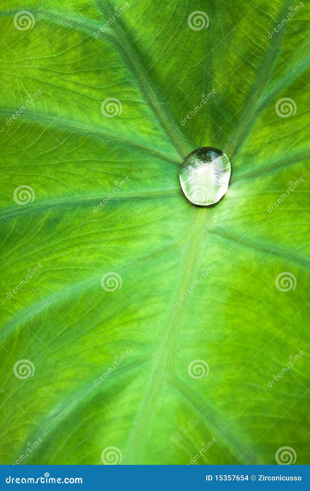 Drop on leaf stock photo. Image of natural, healthy, abstract - 15357654