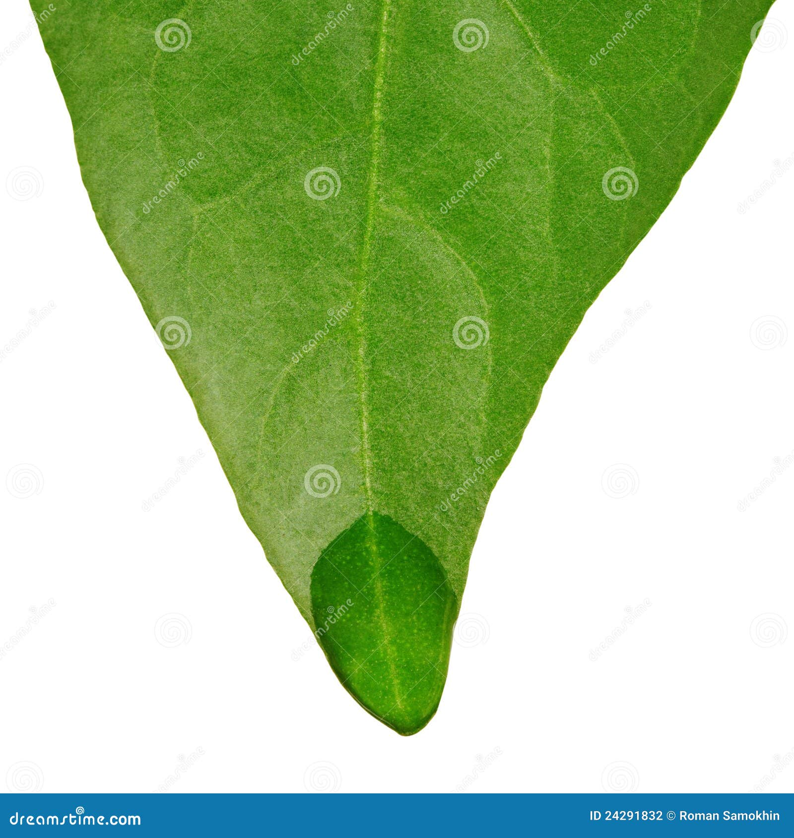 Drop on a leaf stock photo. Image of liquid, shiny, plant - 24291832