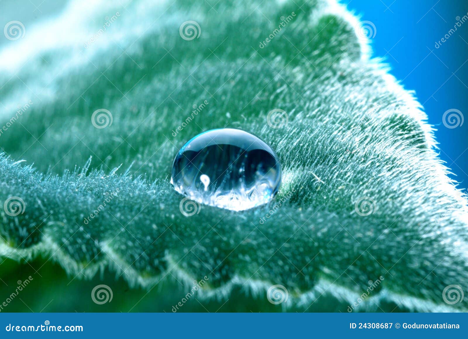 Drop on the leaf stock image. Image of smooth, fresh - 24308687