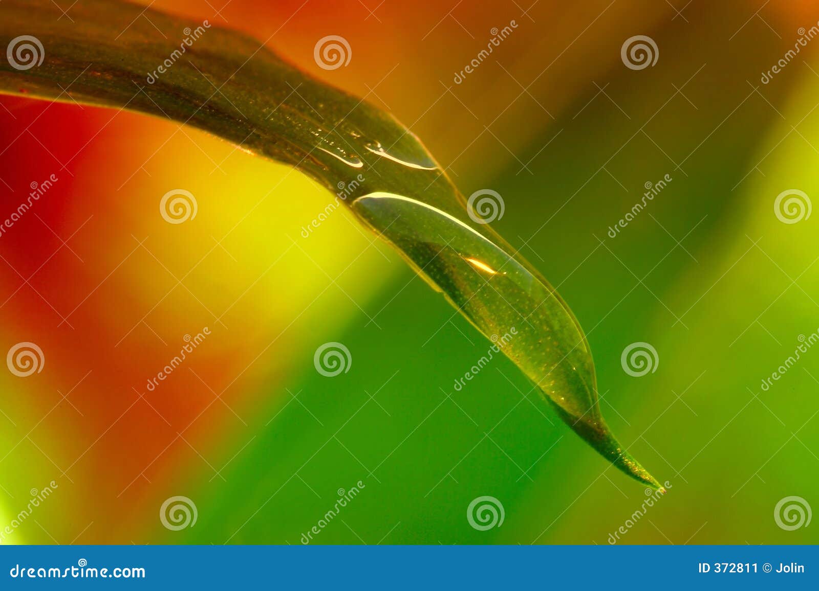 Drop in leaf stock image. Image of harvest, country, irrigation - 372811