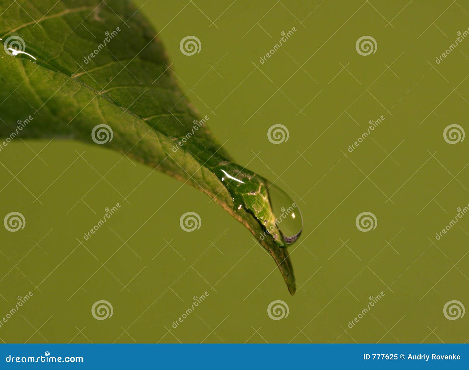 Drop on the leaf stock image. Image of macro, gardening - 777625