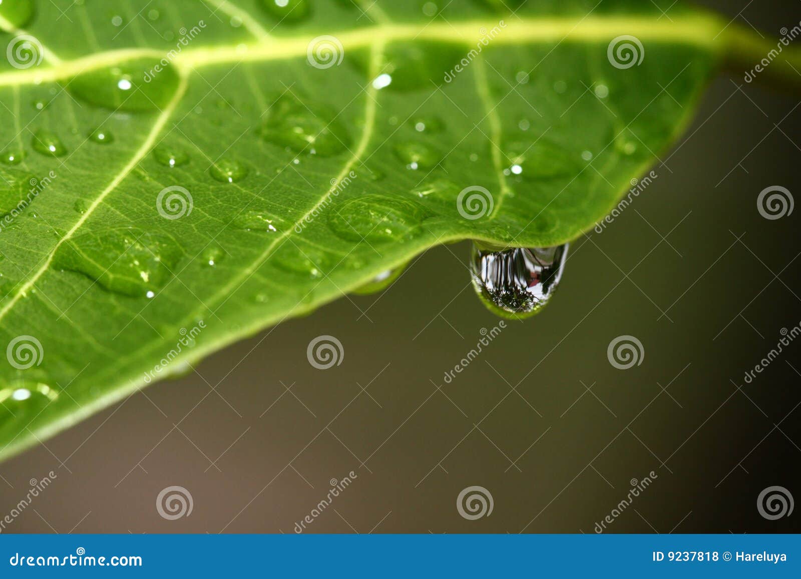 Drop on the leaf stock photo. Image of green, colourful - 9237818