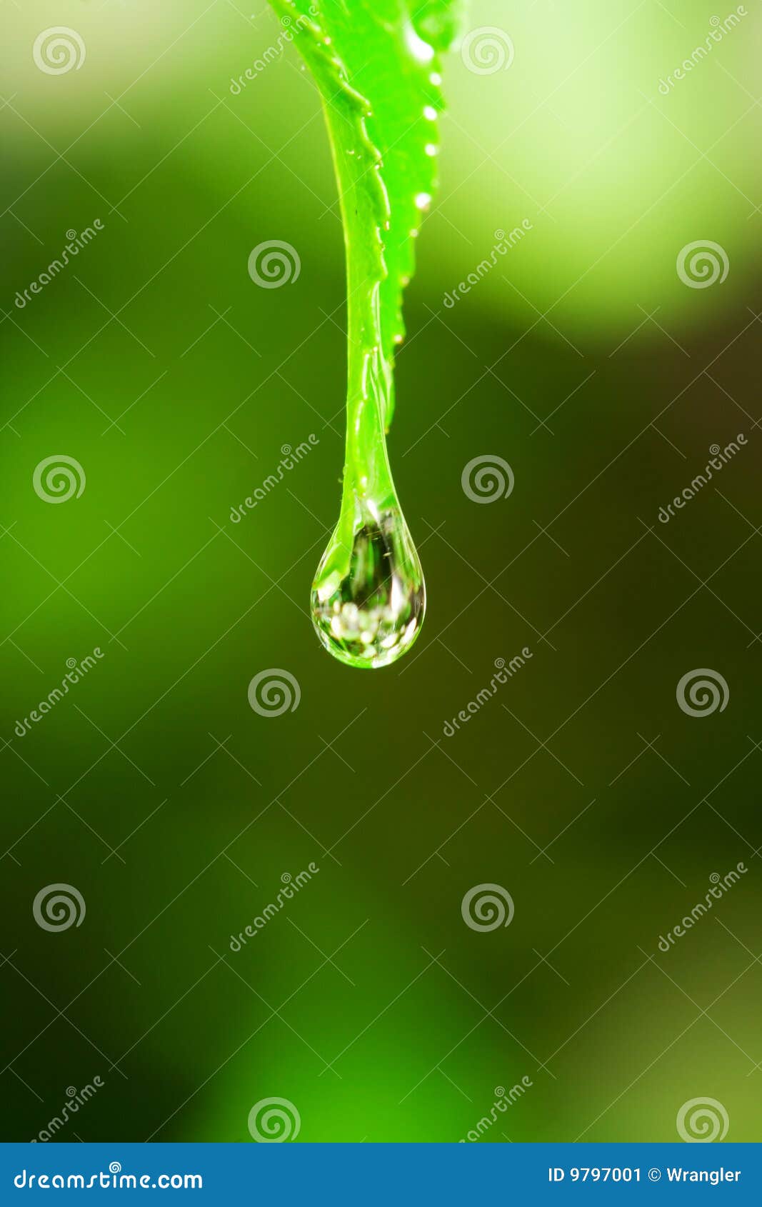 30,385 Rain Drop Leaf Tree Stock Photos - Free & Royalty-Free Stock ...
