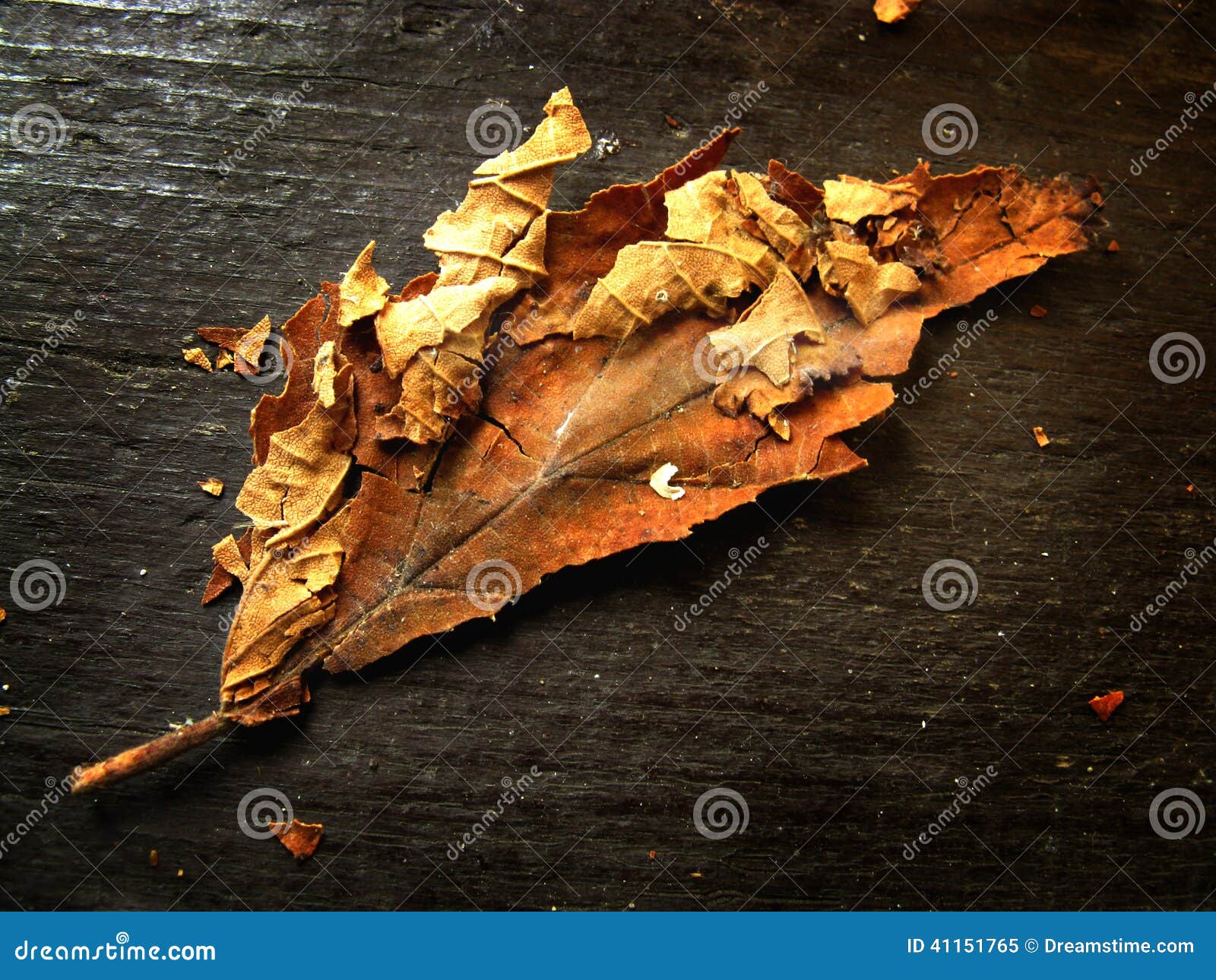 Drop leaf stock image. Image of spill, brown, drop, background - 41151765