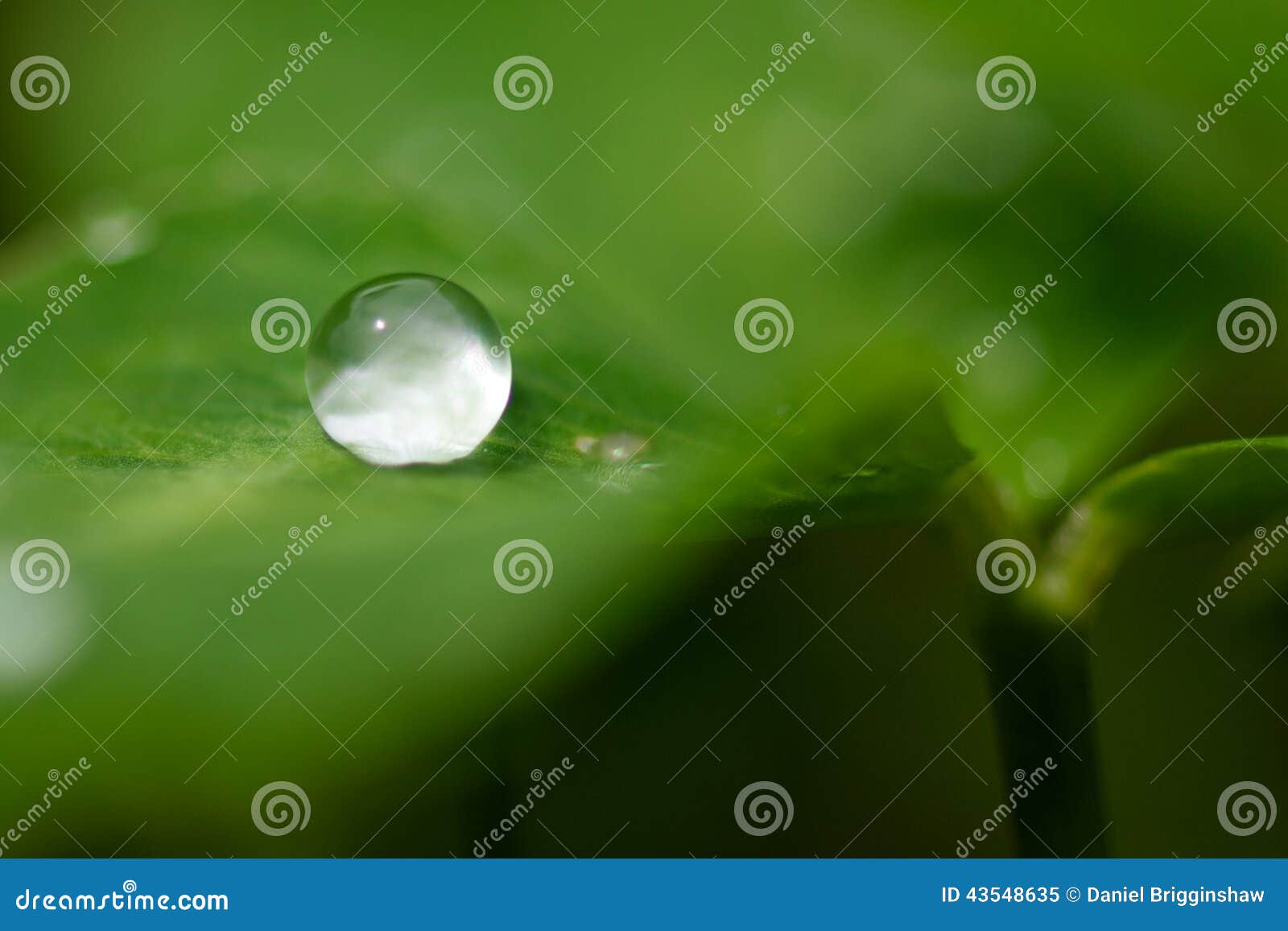 Drop on a leaf stock image. Image of macro, delicate - 43548635