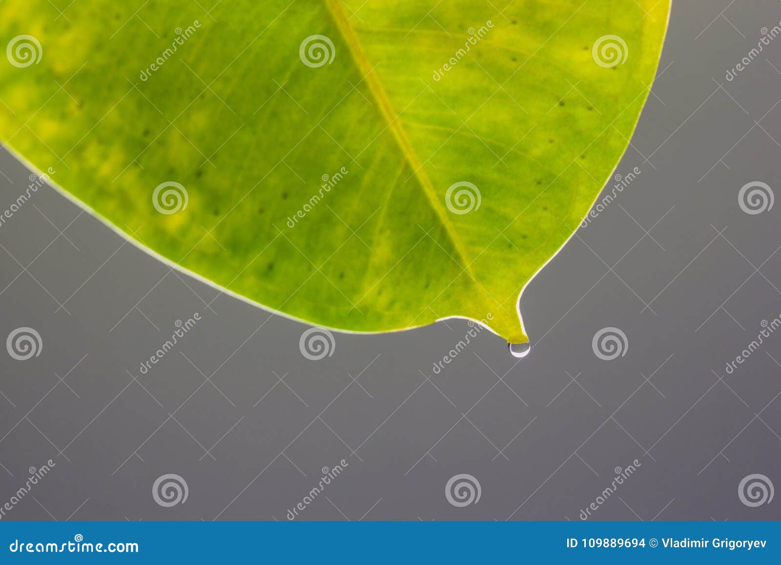 Drop on leaf stock photo. Image of leaf, drop, background - 109889694