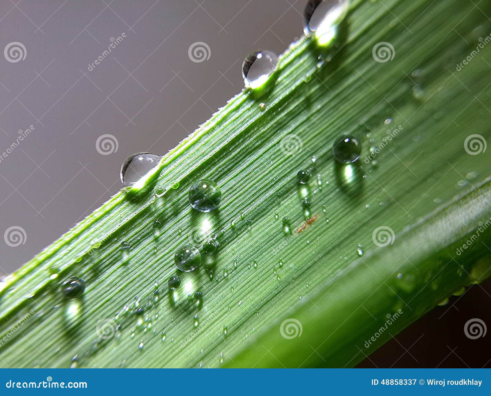 Drop on leaf stock image. Image of drops, freshness, growth - 48858337