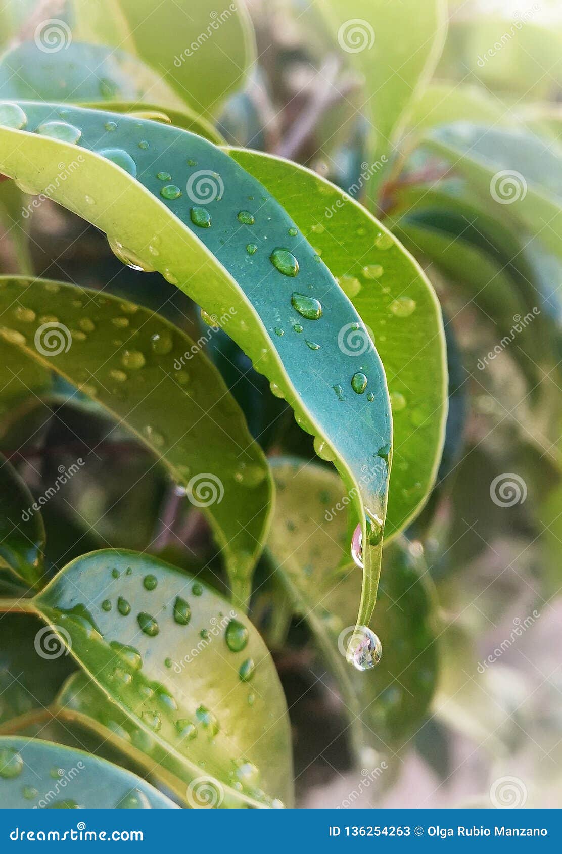 Drop in leaf stock image. Image of spring, relax, nature - 136254263