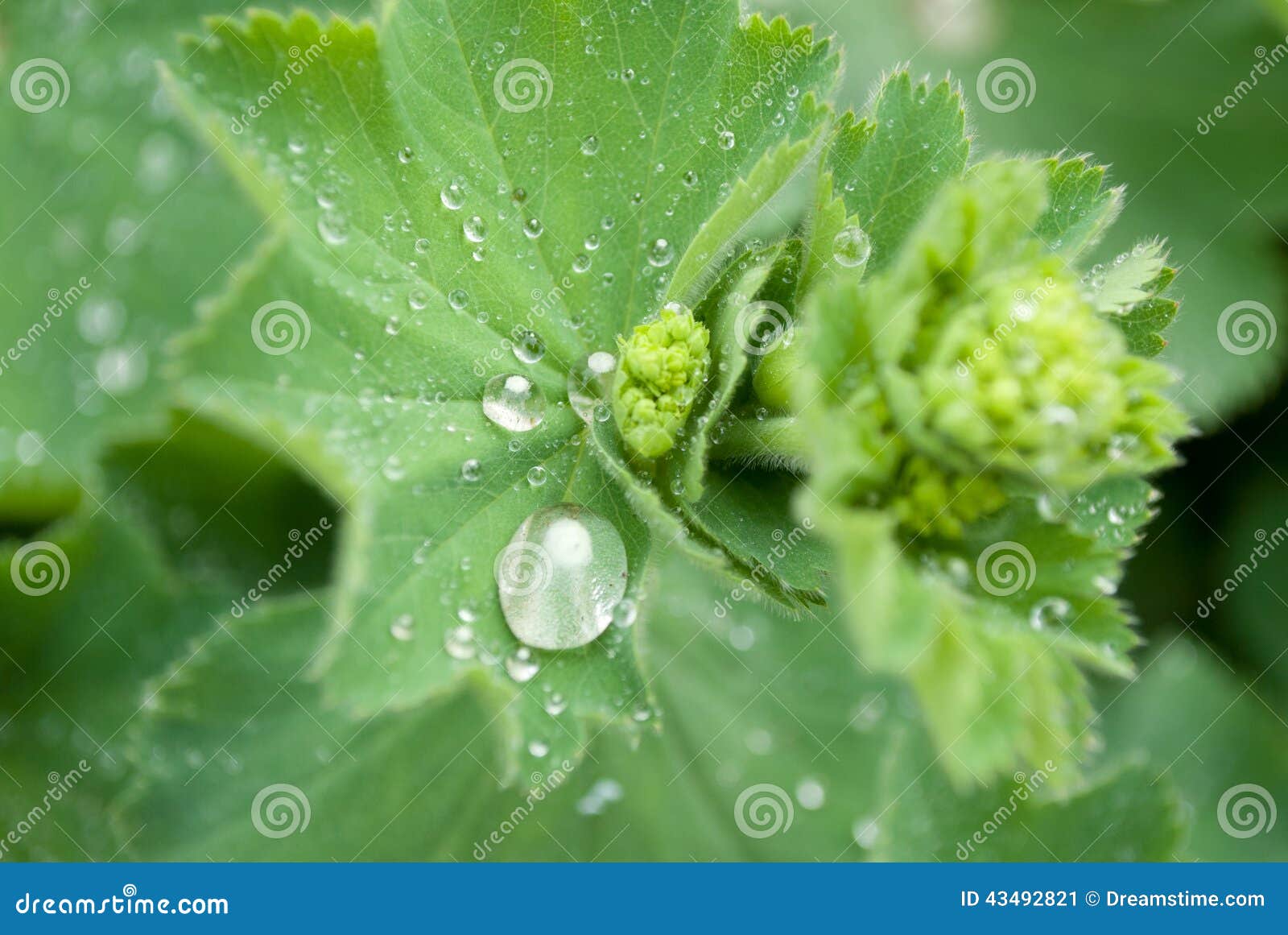 A drop on the leaf stock image. Image of forest, foliage - 43492821