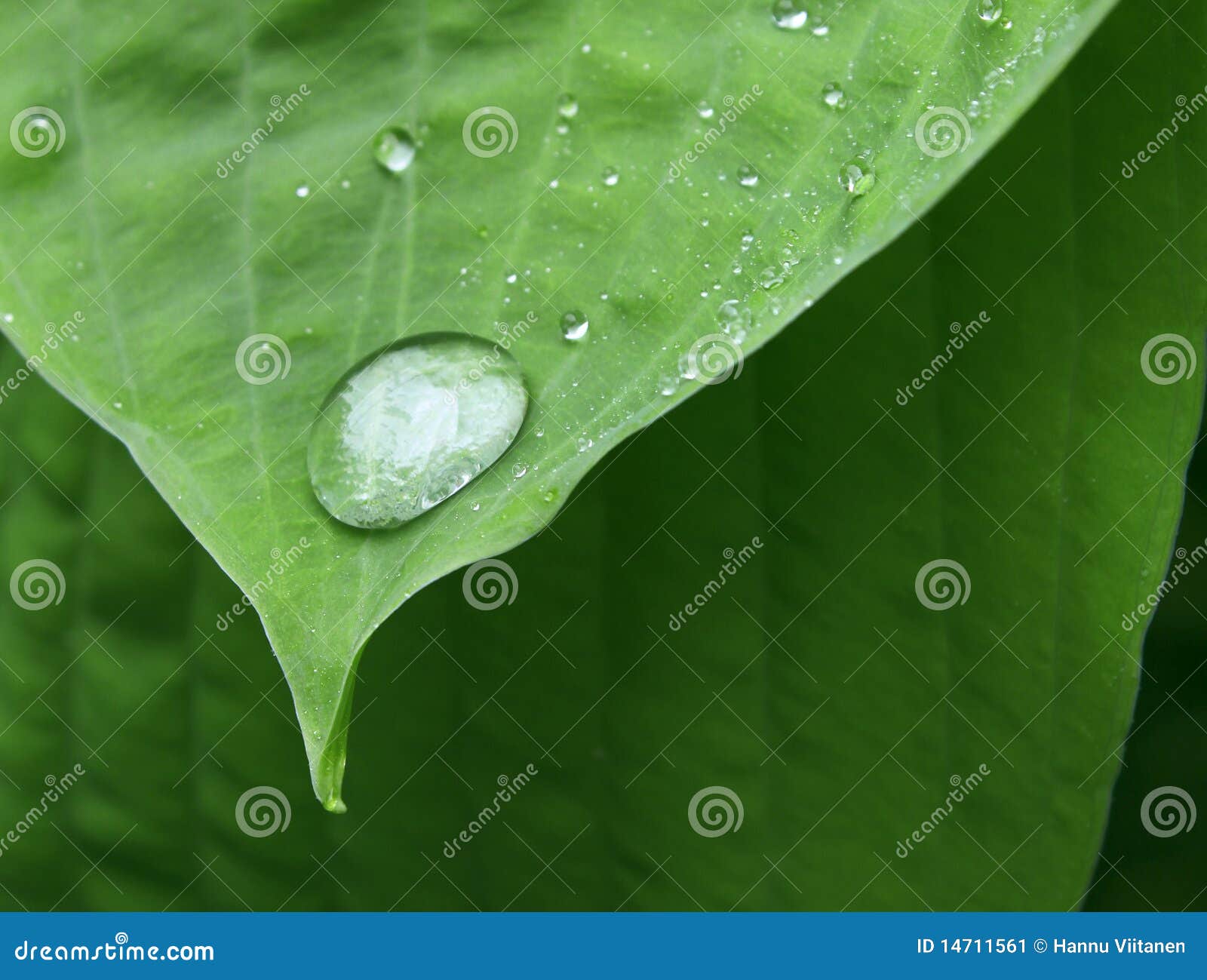 Drop on leaf tip stock image. Image of closeup, environment - 14711561
