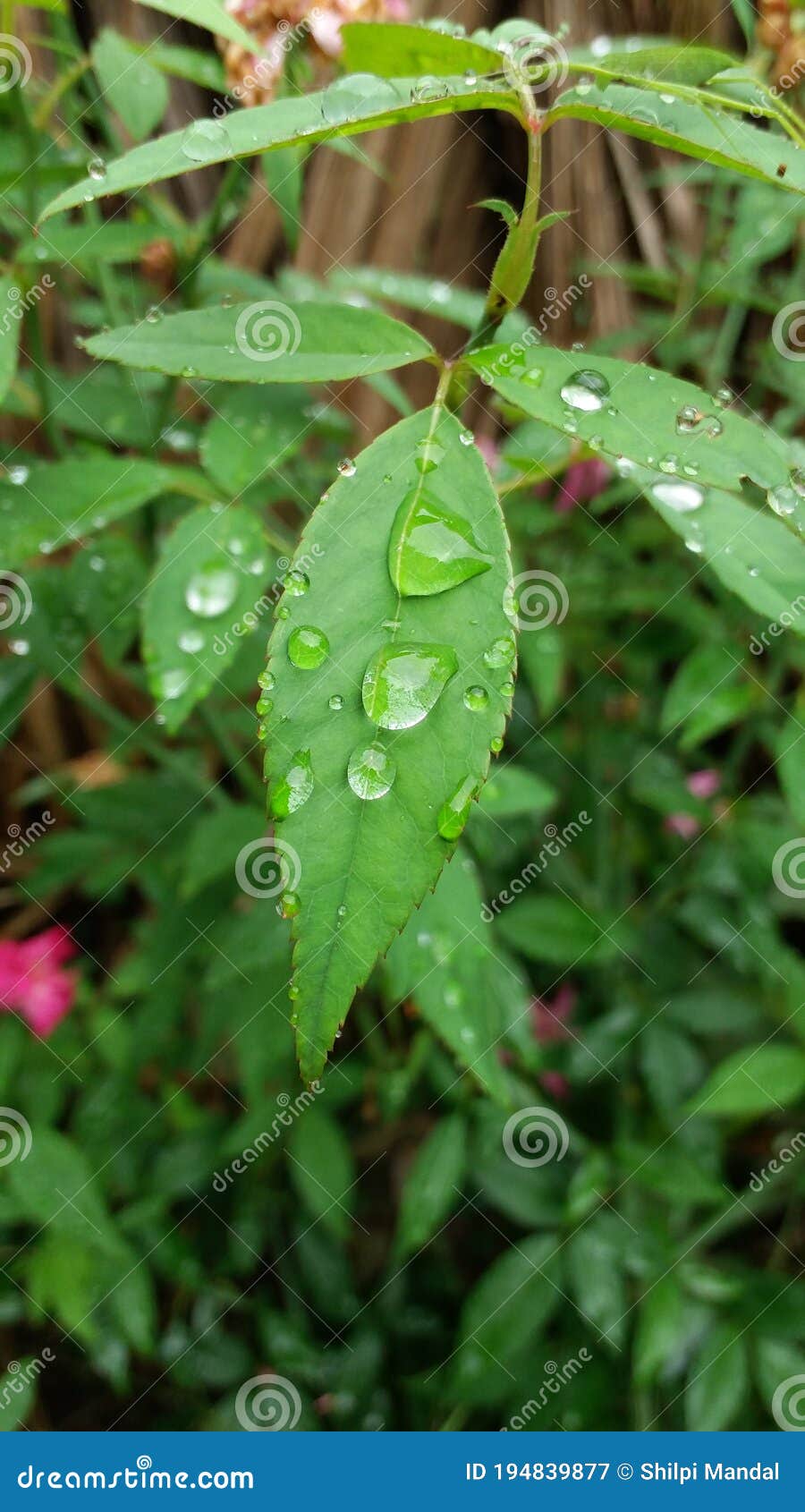 Drop leat leaf stock image. Image of wildflower, nature - 194839877