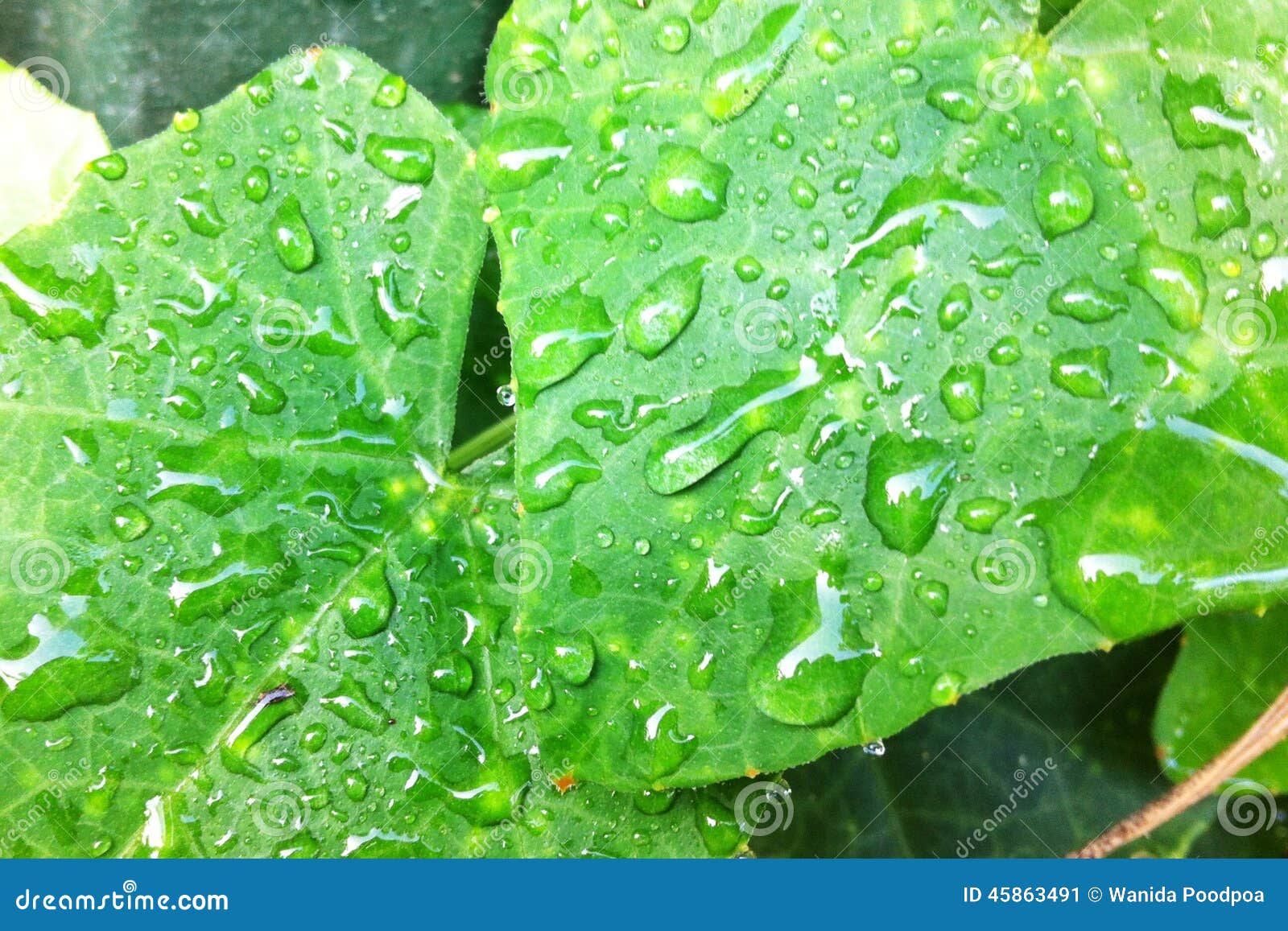 Drop on leaves stock image. Image of zoom, nature, park - 45863491