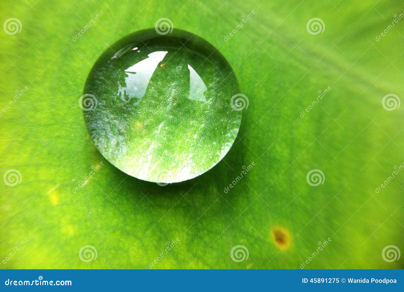 Drop on leaves stock image. Image of drop, macro, water - 45891275