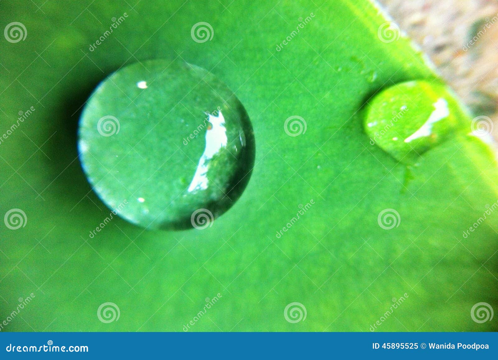 Drop on leaves stock image. Image of green, plant, focus - 45895525