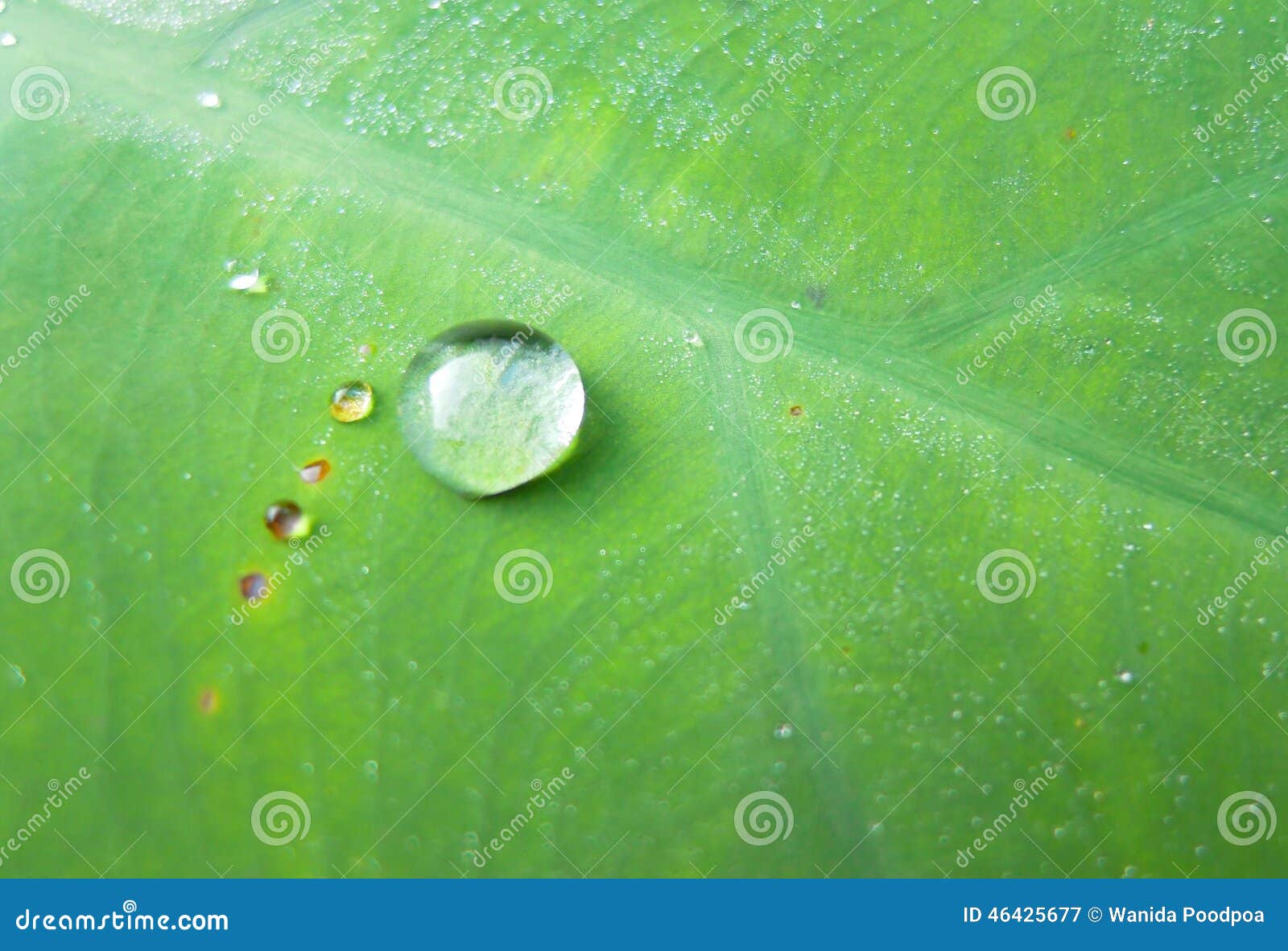 Drop on leaves stock image. Image of garden, focus, zoom - 46425677