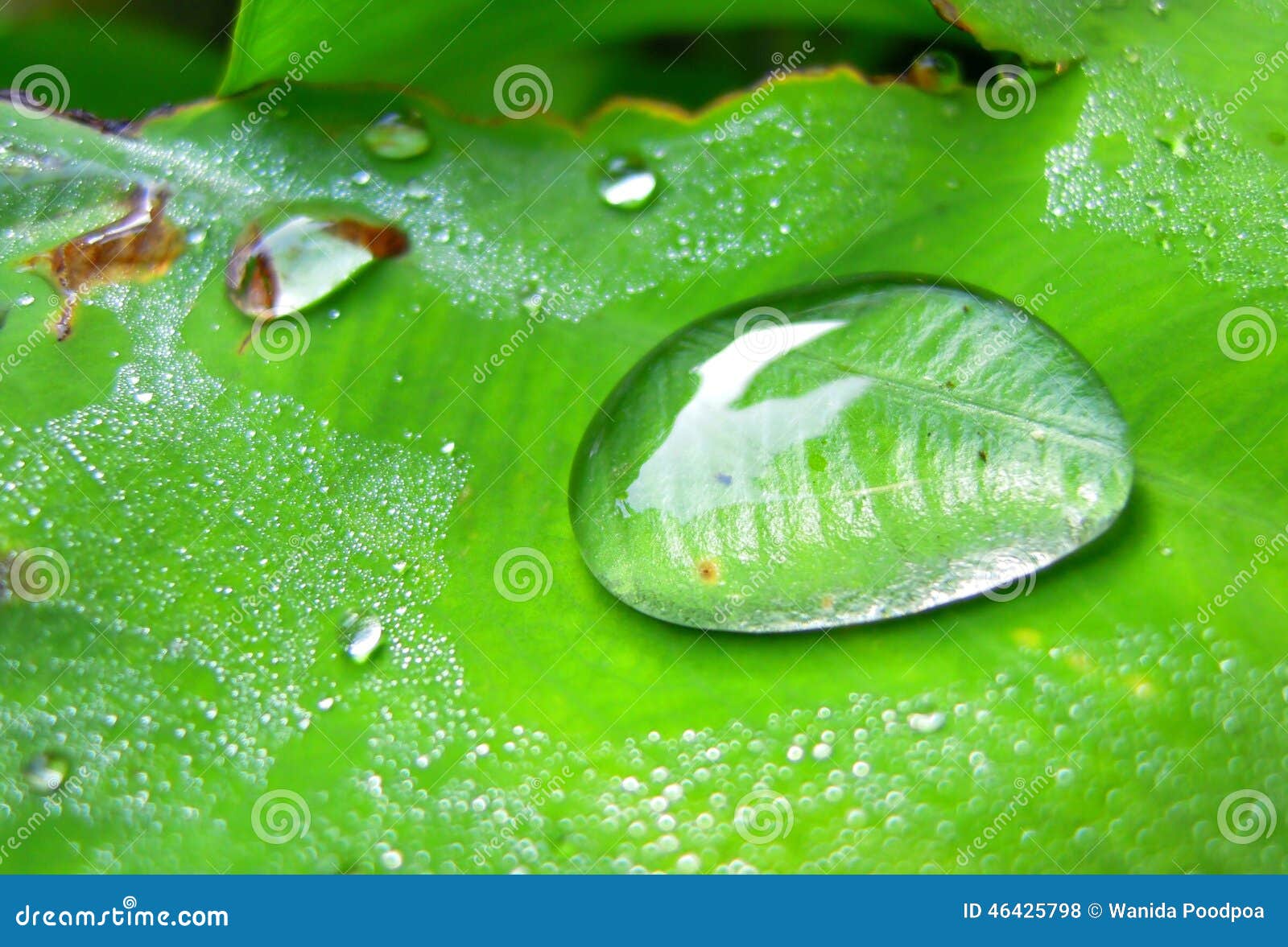 Drop on leaves stock photo. Image of garden, park, zoom - 46425798