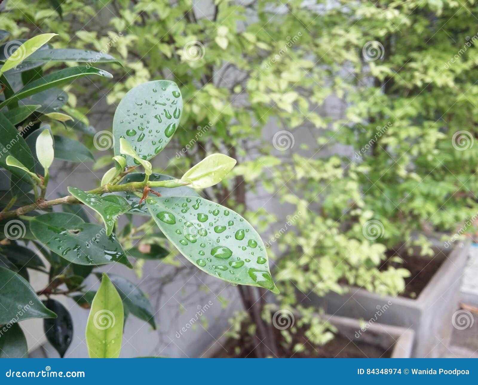 Drop on leaves stock photo. Image of tree, leaf, drop - 84348974