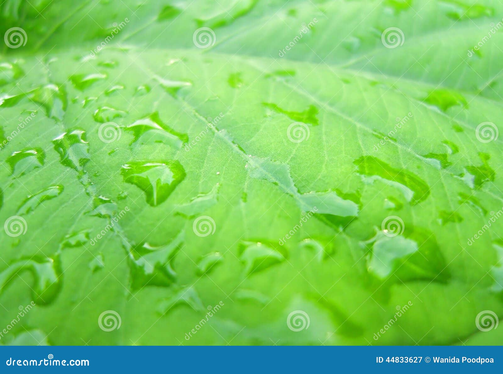 Drop on leaves in garden stock image. Image of focus - 44833627