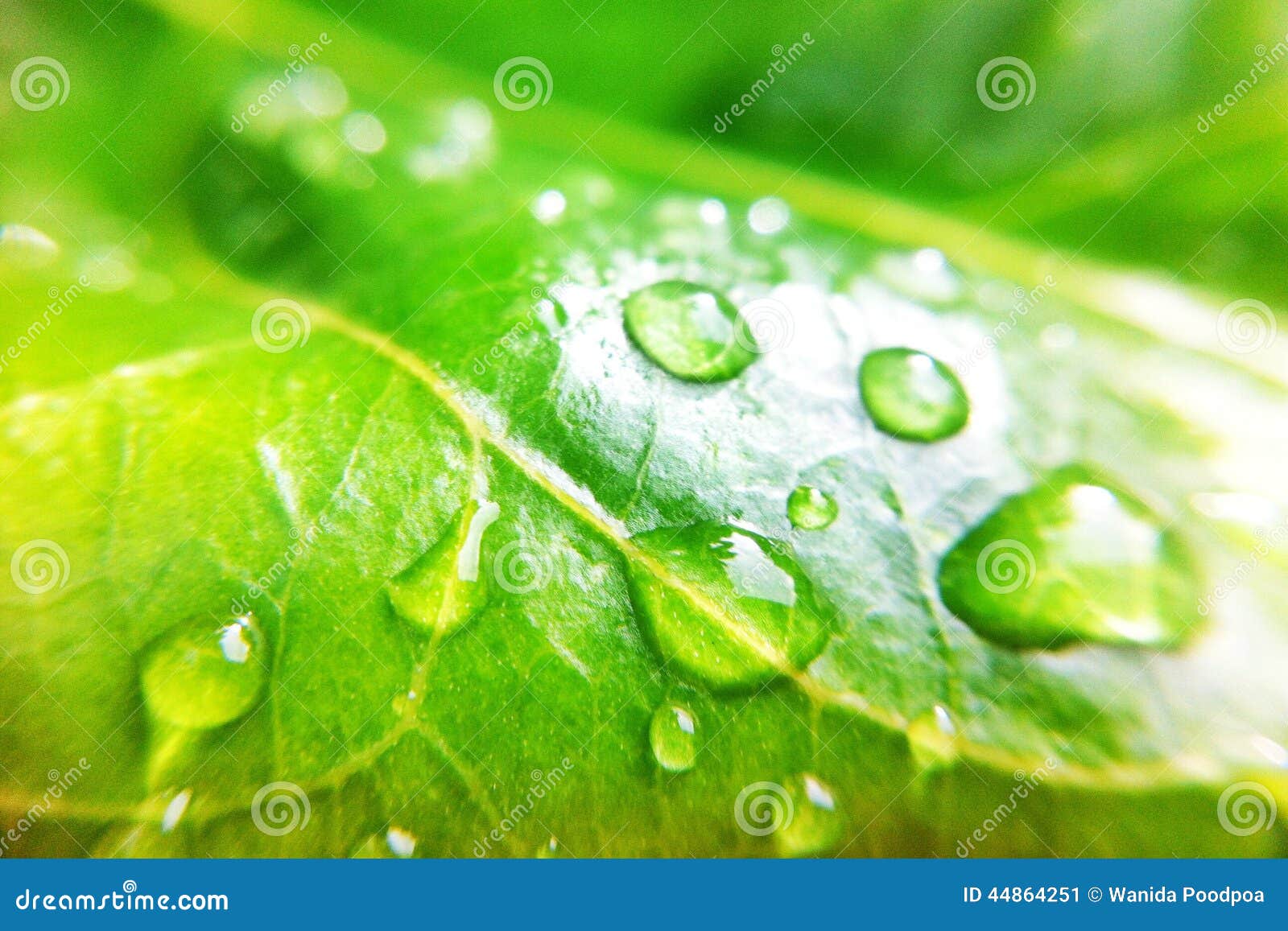 Drop on leaves stock image. Image of focus, macro, nature - 44864251