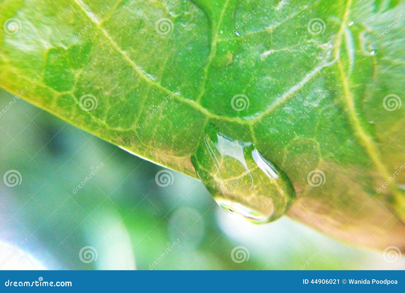 Drop on leaves stock image. Image of mobilestock, nature - 44906021