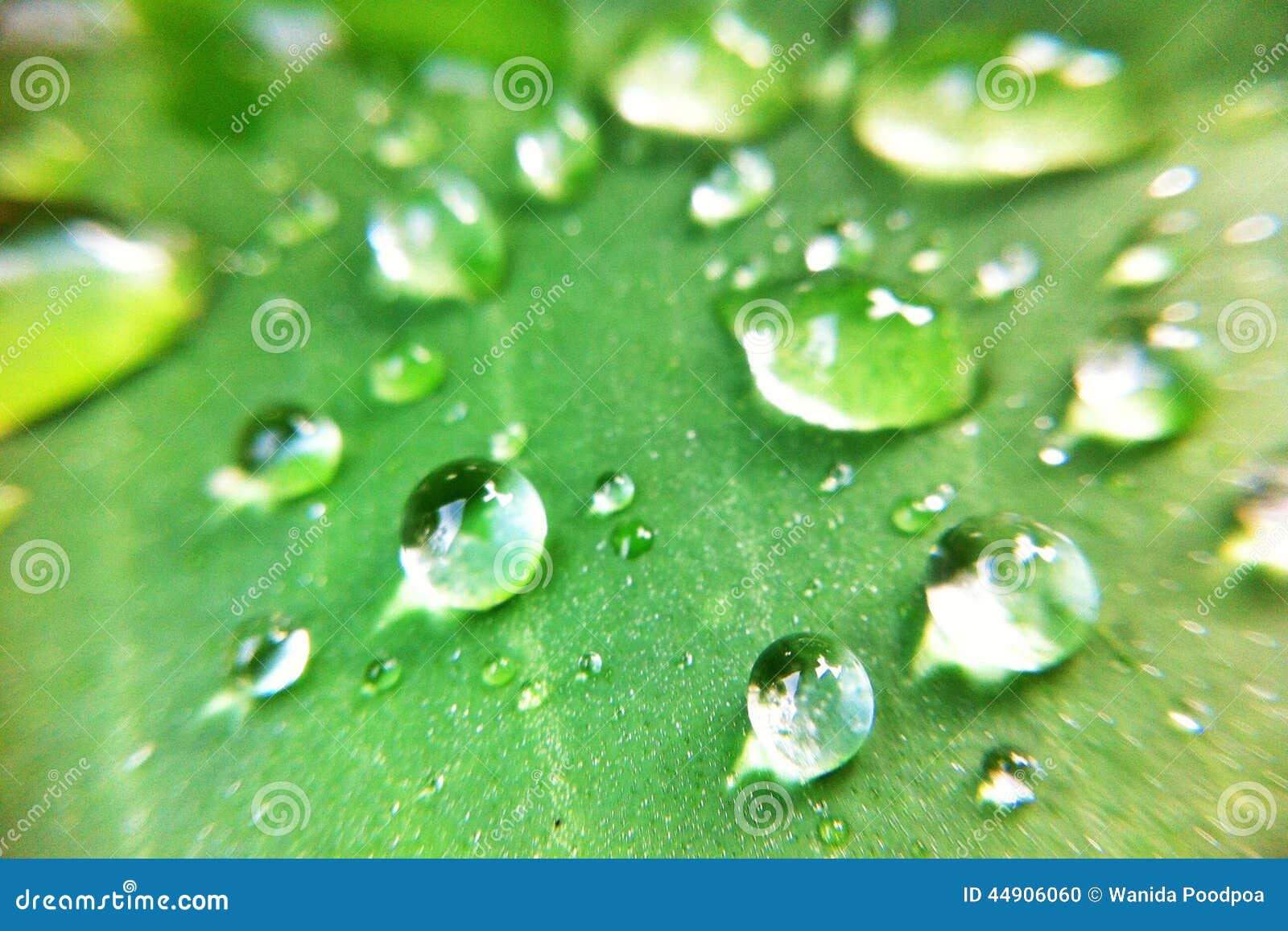 Drop on leaves stock photo. Image of focus, zoom, nature - 44906060