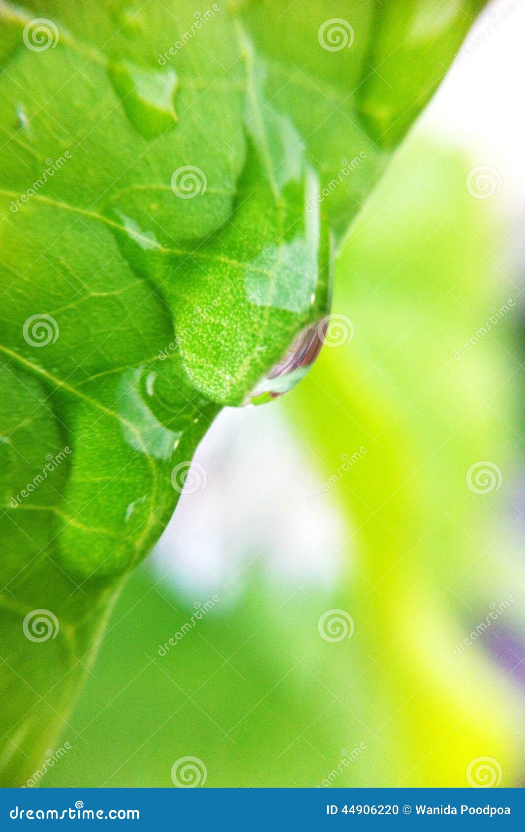 Drop on leaves stock photo. Image of garden, zoom, park - 44906220