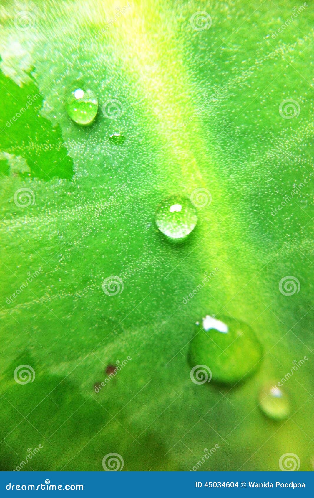 Drop on leaves stock photo. Image of nature, plant, green - 45034604