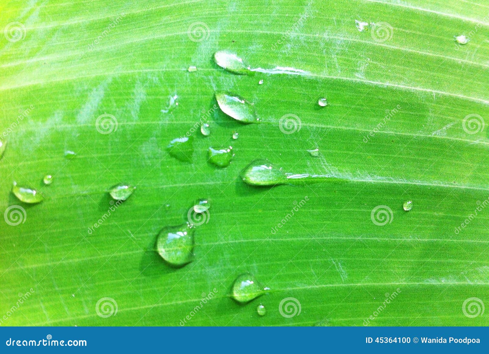 Drop on leaves stock photo. Image of garden, green, focus - 45364100
