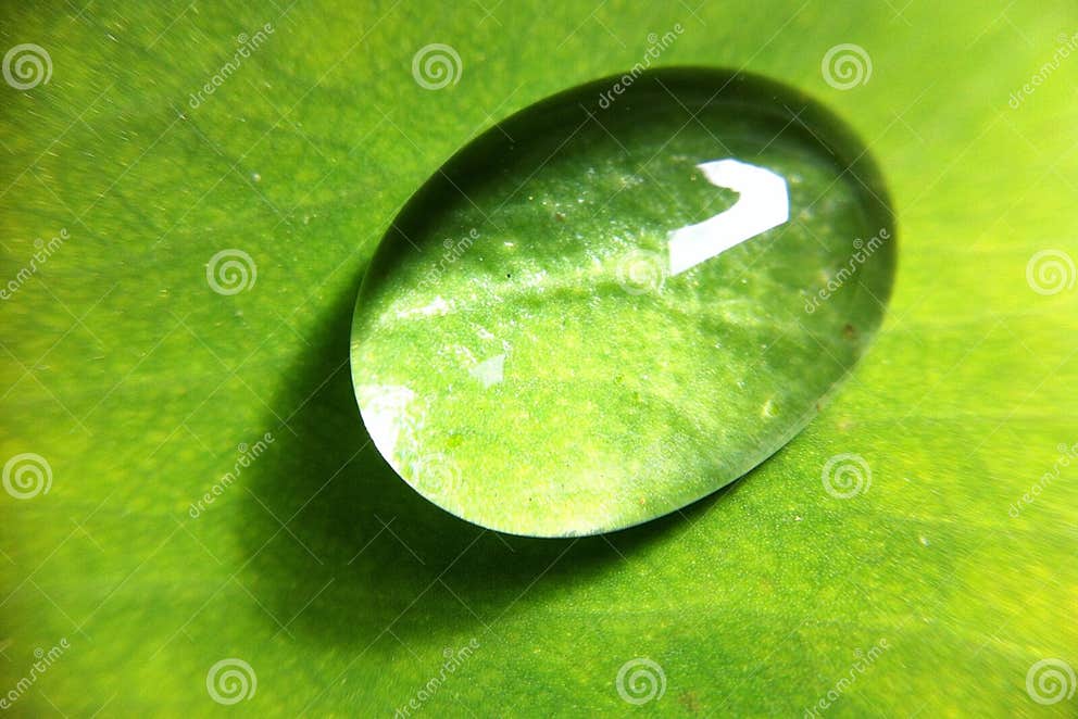 Drop on leaves stock image. Image of leaves, drop, zoom - 47201161
