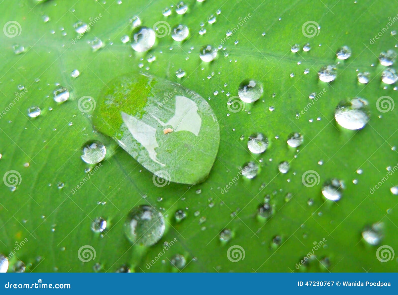 Drop on leaves stock image. Image of park, grass, plant - 47230767