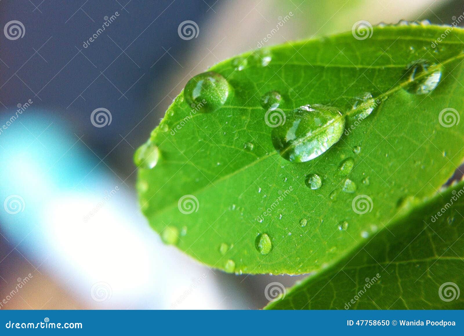 Drop on leaves stock photo. Image of nature, macro, garden - 47758650