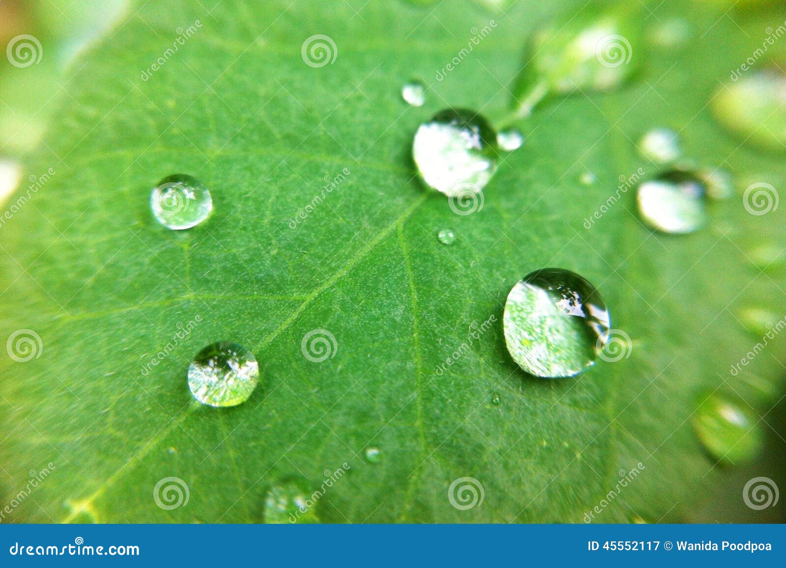 Drop on leaves stock image. Image of macro, leaves, zoom - 45552117