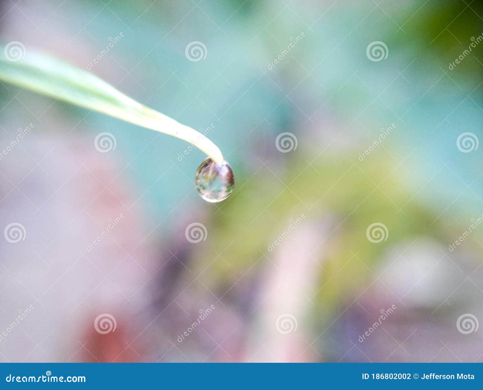 A drop of life stock photo. Image of drop, sunlight - 186802002