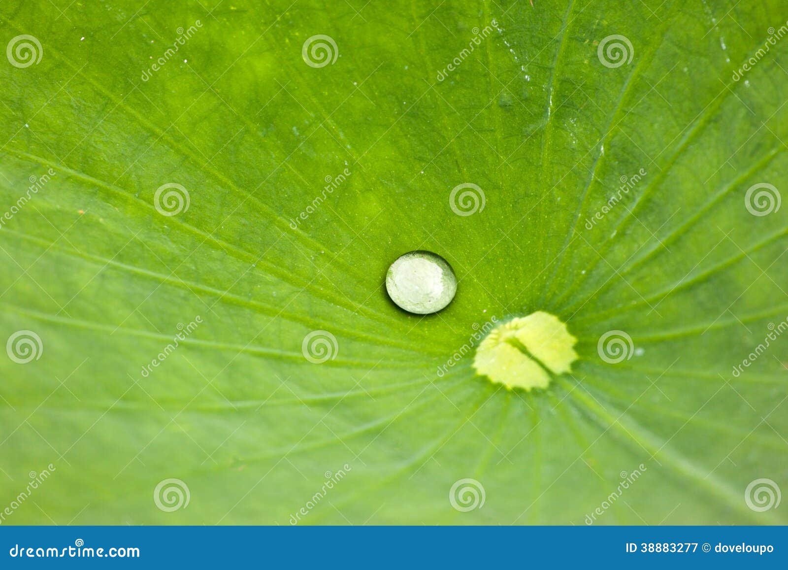 Drop on Lilly stock image. Image of season, nourishment - 38883277