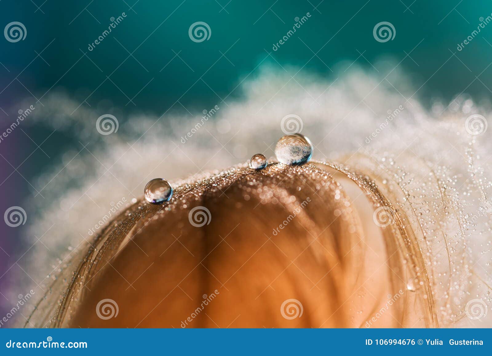 A Drop and Many Small Droplets on a Bird`s Feather. Beautiful Abstract ...