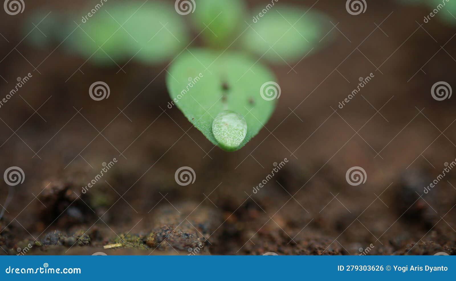 A Drop of Morning Dew on a Leaf about To Fall To the Ground Stock Photo ...
