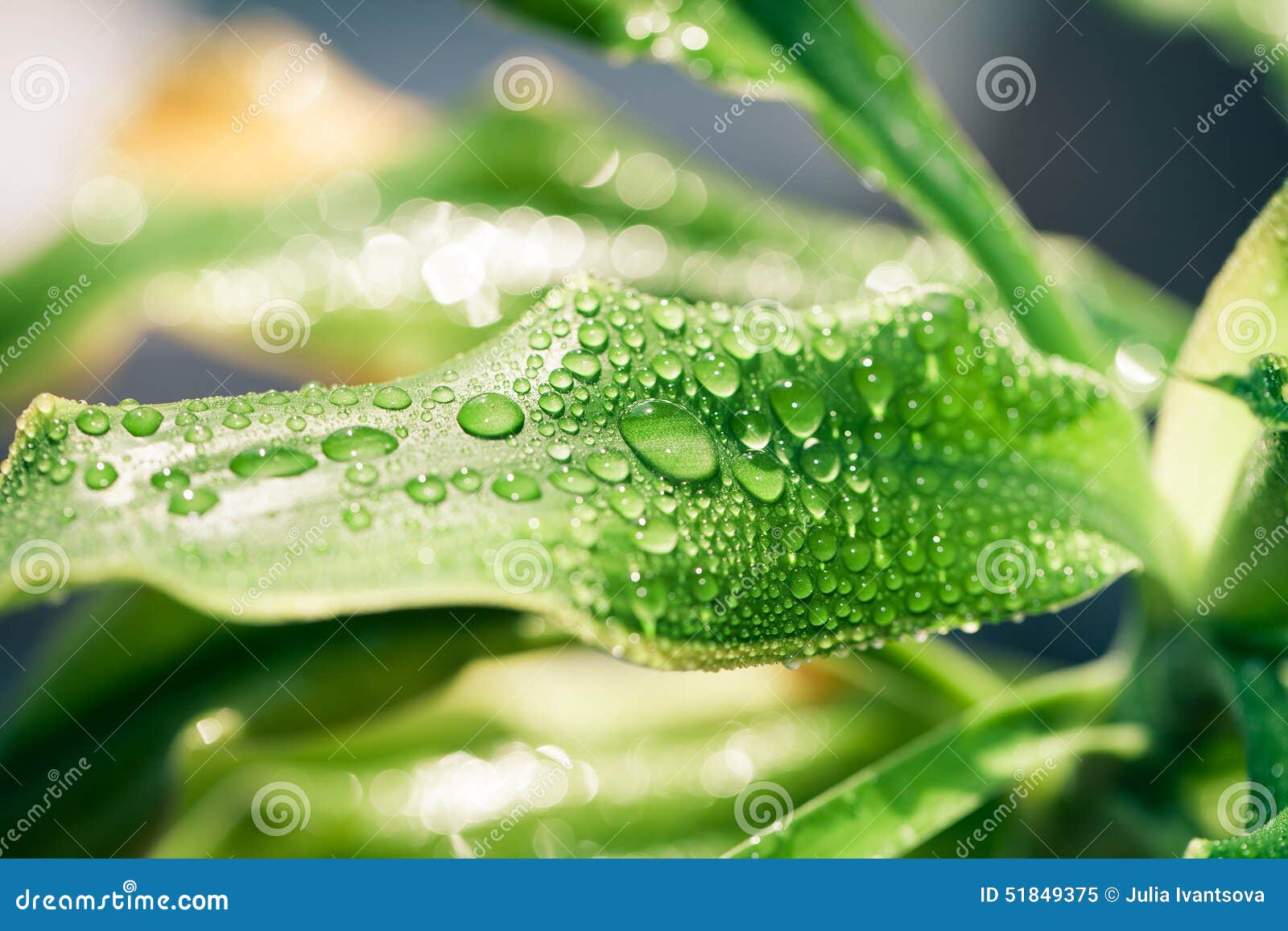 Drop stock image. Image of grass, bright, drops, bubble - 51849375