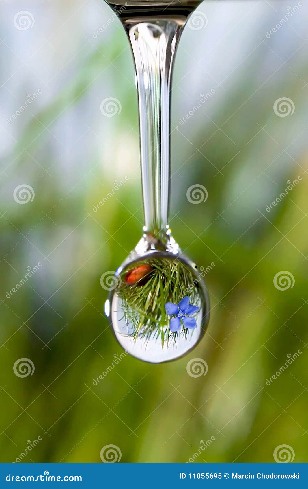 Drop of nature stock image. Image of grass, macro, green - 11055695