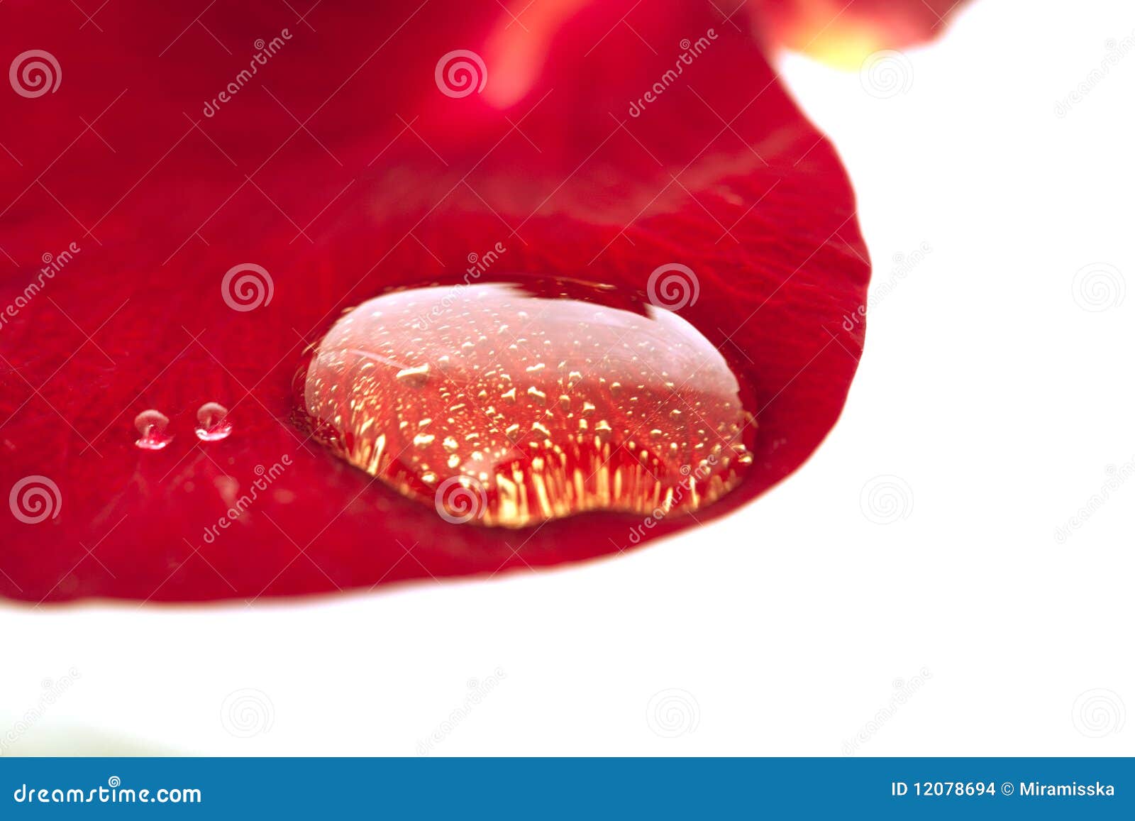 Drop of oil on the petal stock photo. Image of love, care - 12078694