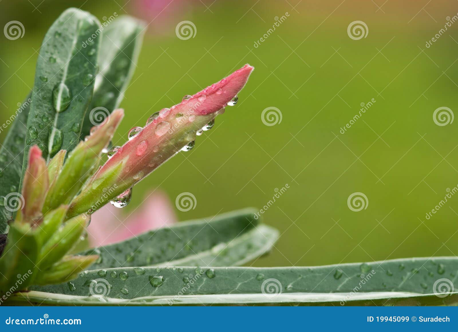 Drop on pink flower stock image. Image of outdoor, nature - 19945099
