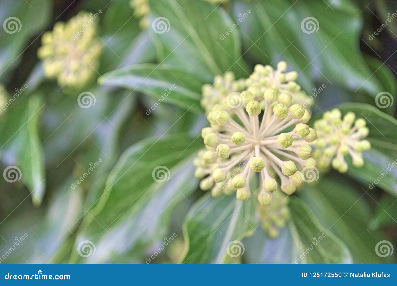 Drop plant stock photo. Image of flower, balls, daisies - 125172550