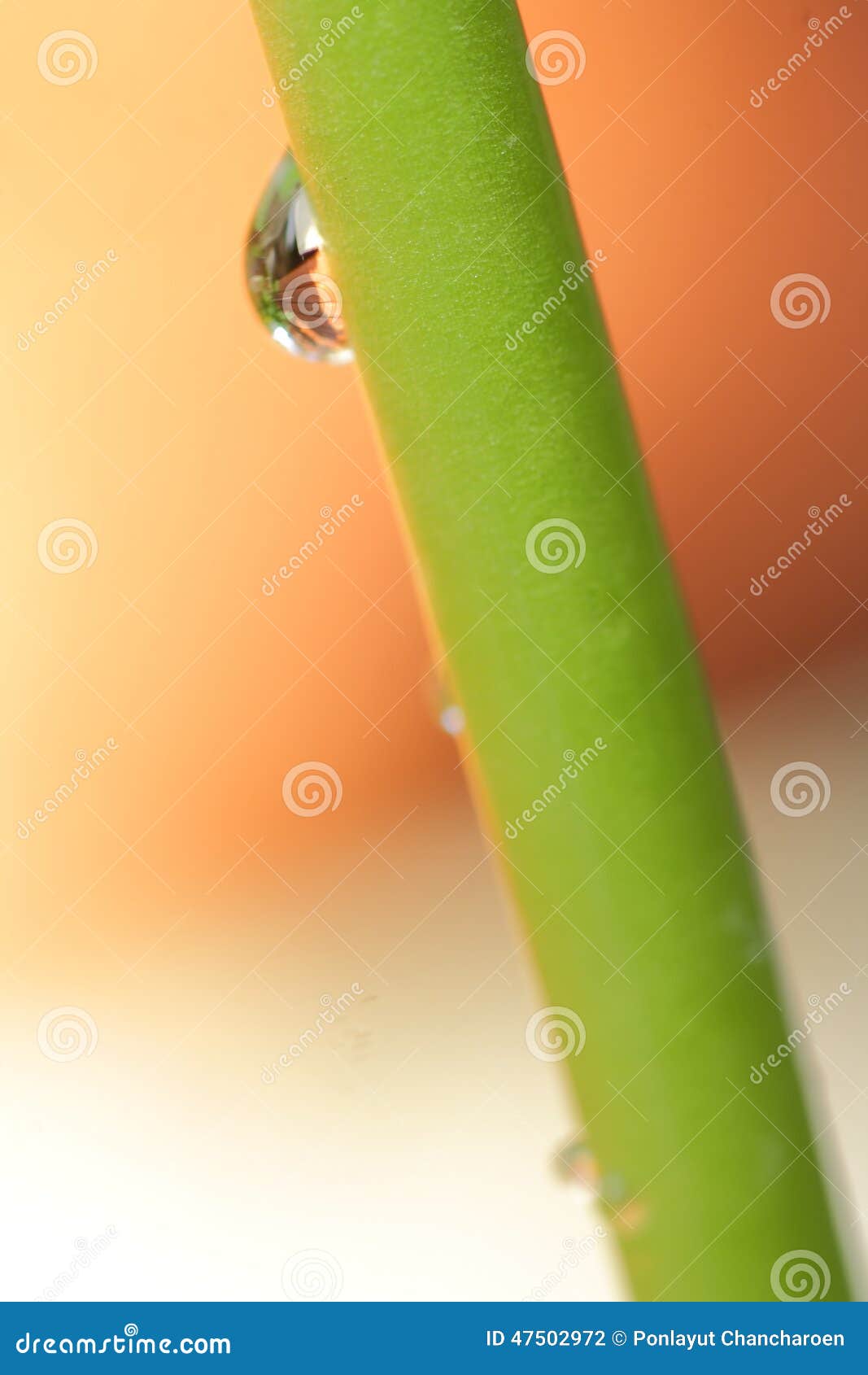 Drop on plant stock photo. Image of tree, park, macro - 47502972