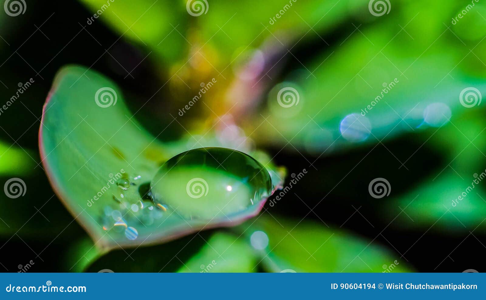Drop of rain on leaf stock photo. Image of leaf, rain - 90604194