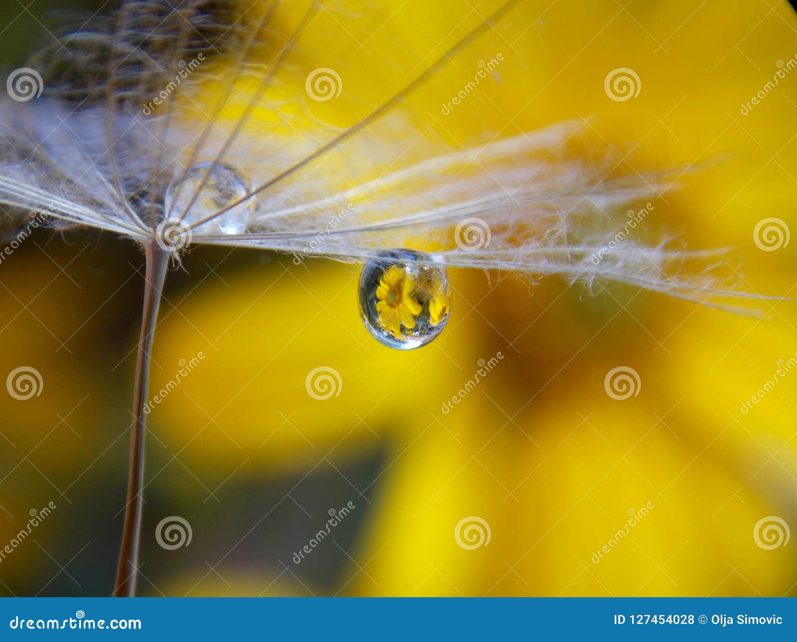 Drop of Rain on the Seed of the Plant Stock Photo - Image of macro ...