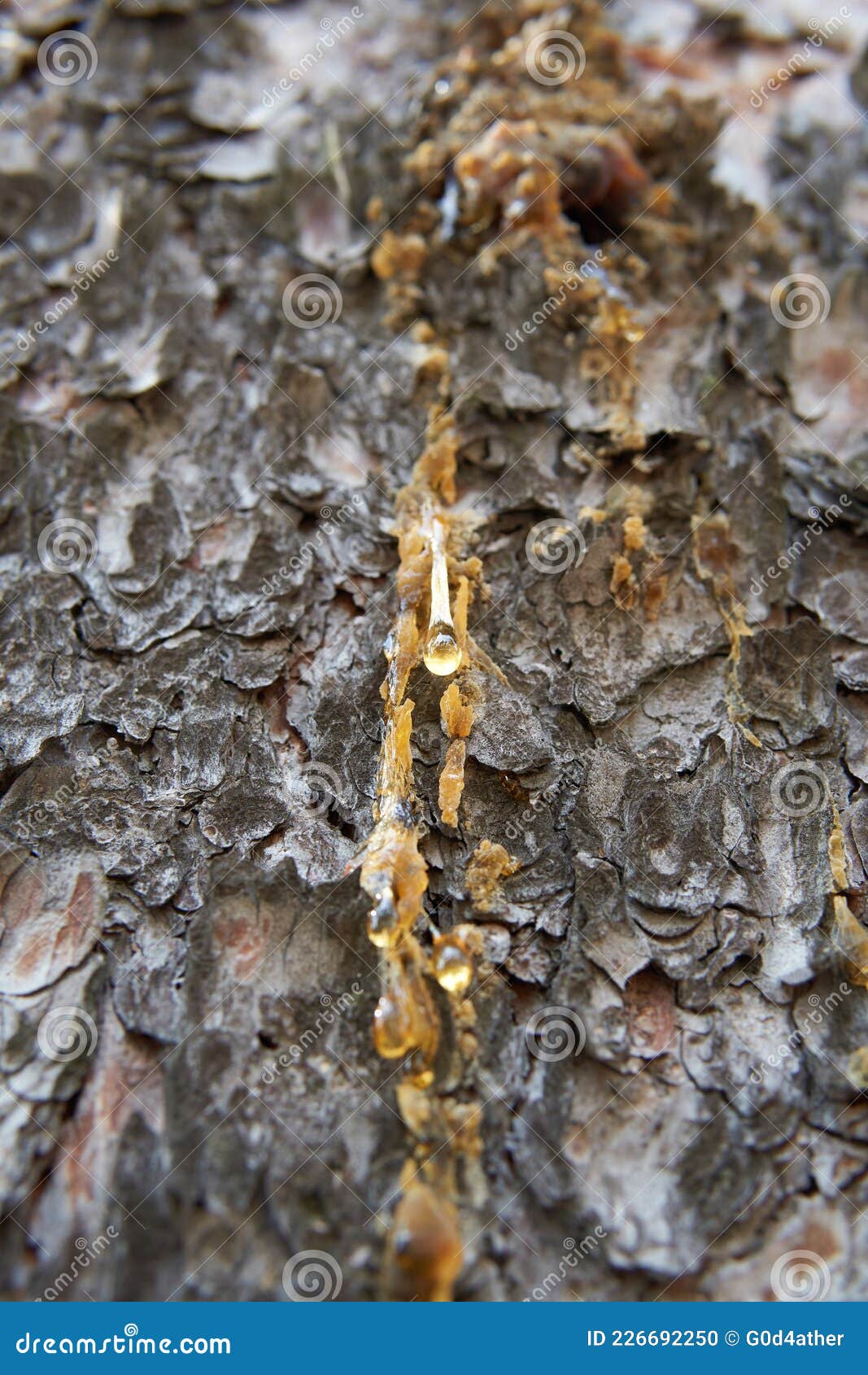 A drop of resin stock photo. Image of plant, flow, pinus - 226692250