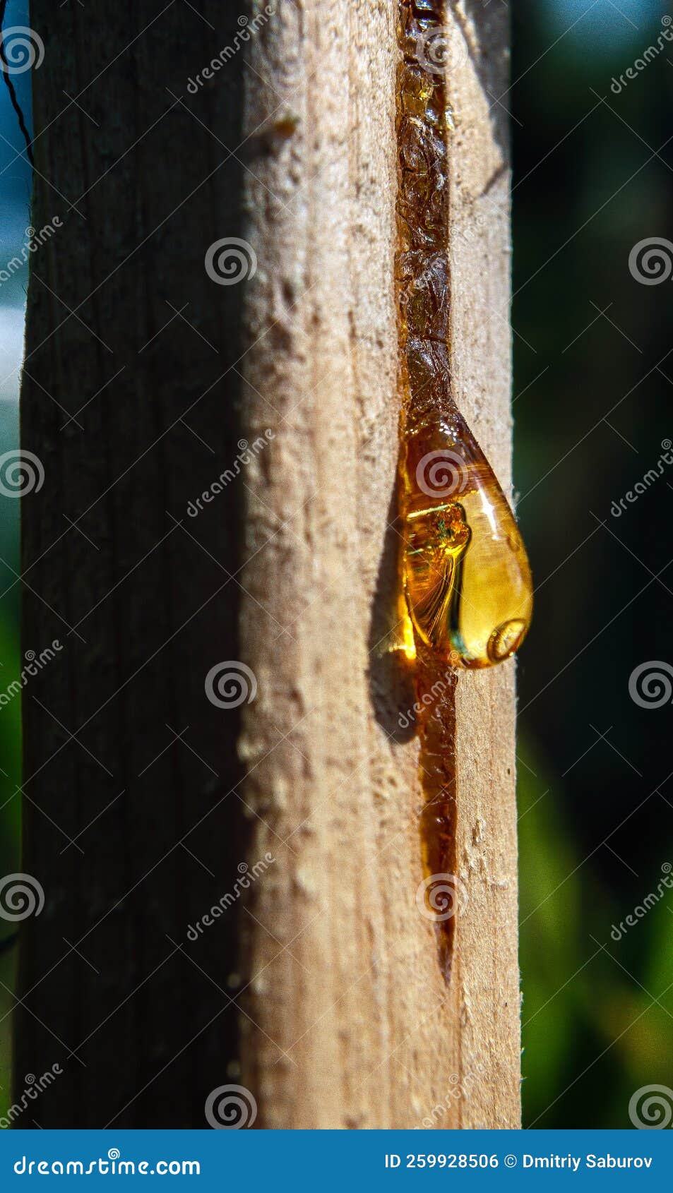 Drop of Resin Flows Down the Wood Stock Photo - Image of gold, light ...